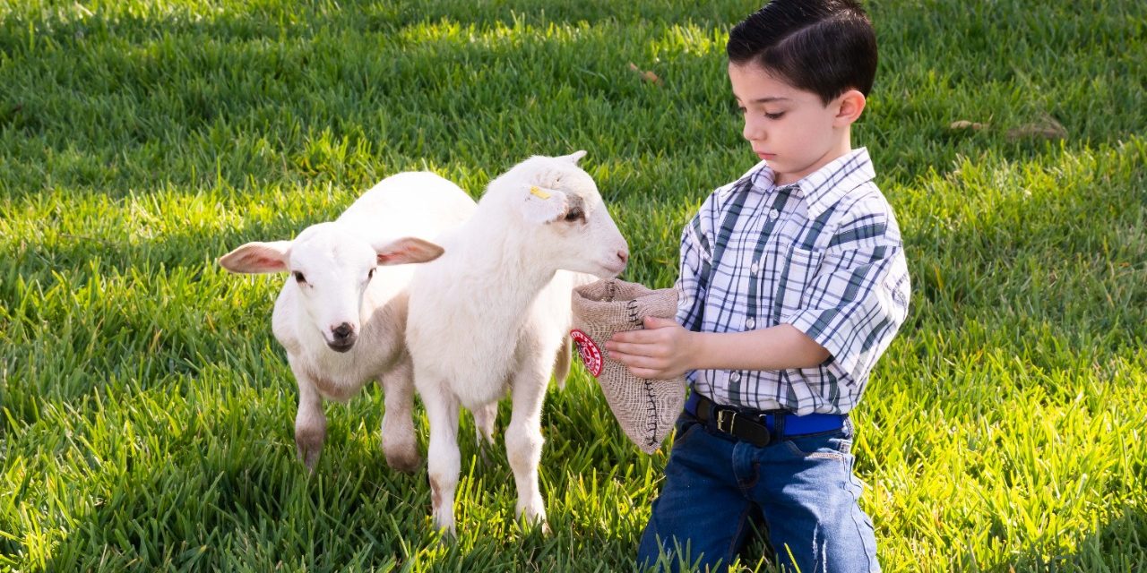 Manejo al parto de Borregas – Forrajera los 19 hermanos